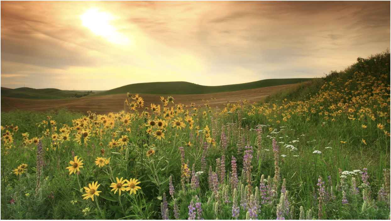 Horizon Images cello Piano Vince Ho